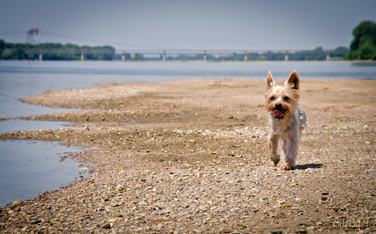 La mulți ani Azorel! (2 ani) - Blogul Larisei
