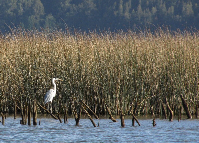 Aves Australes: Garza Cuca
