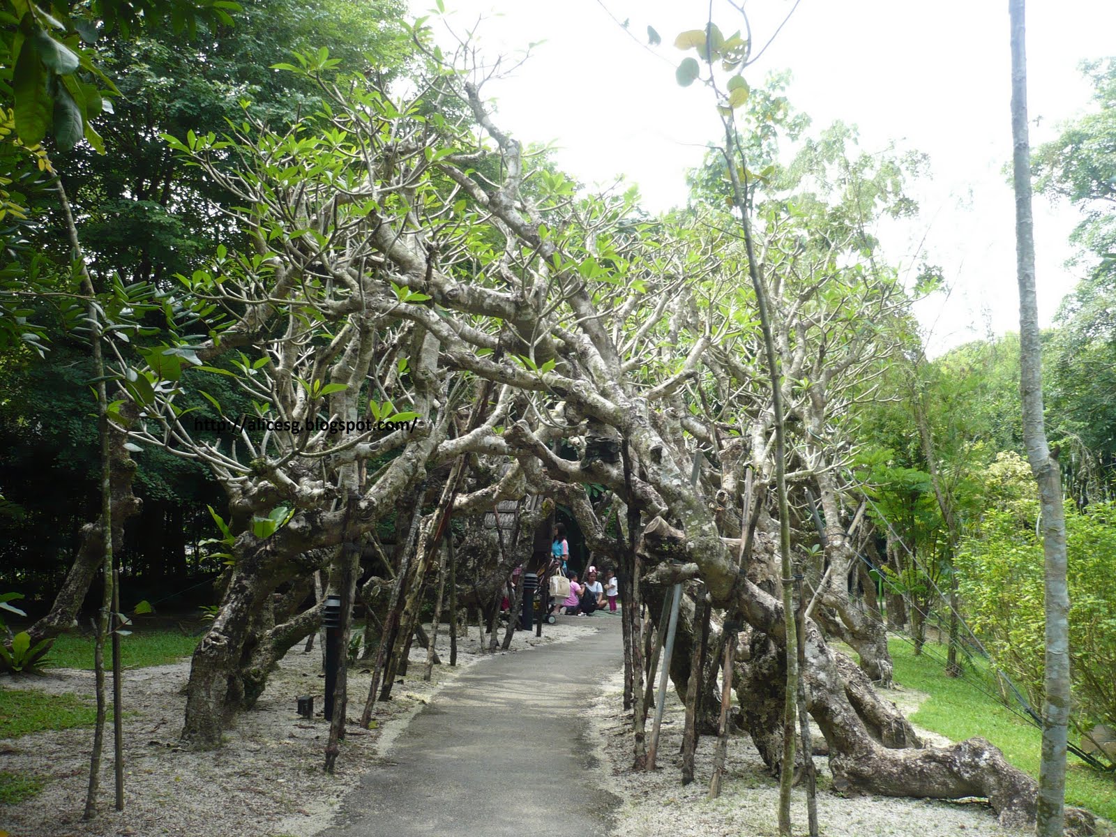 Alicesg-Singaporemyhome: Singapore Botanic Garden - Jacob Ballas ...