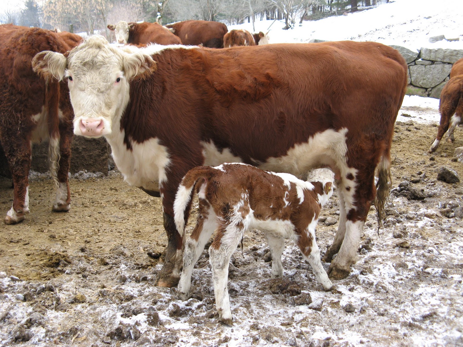 Animal Instinct: Christmas Calves