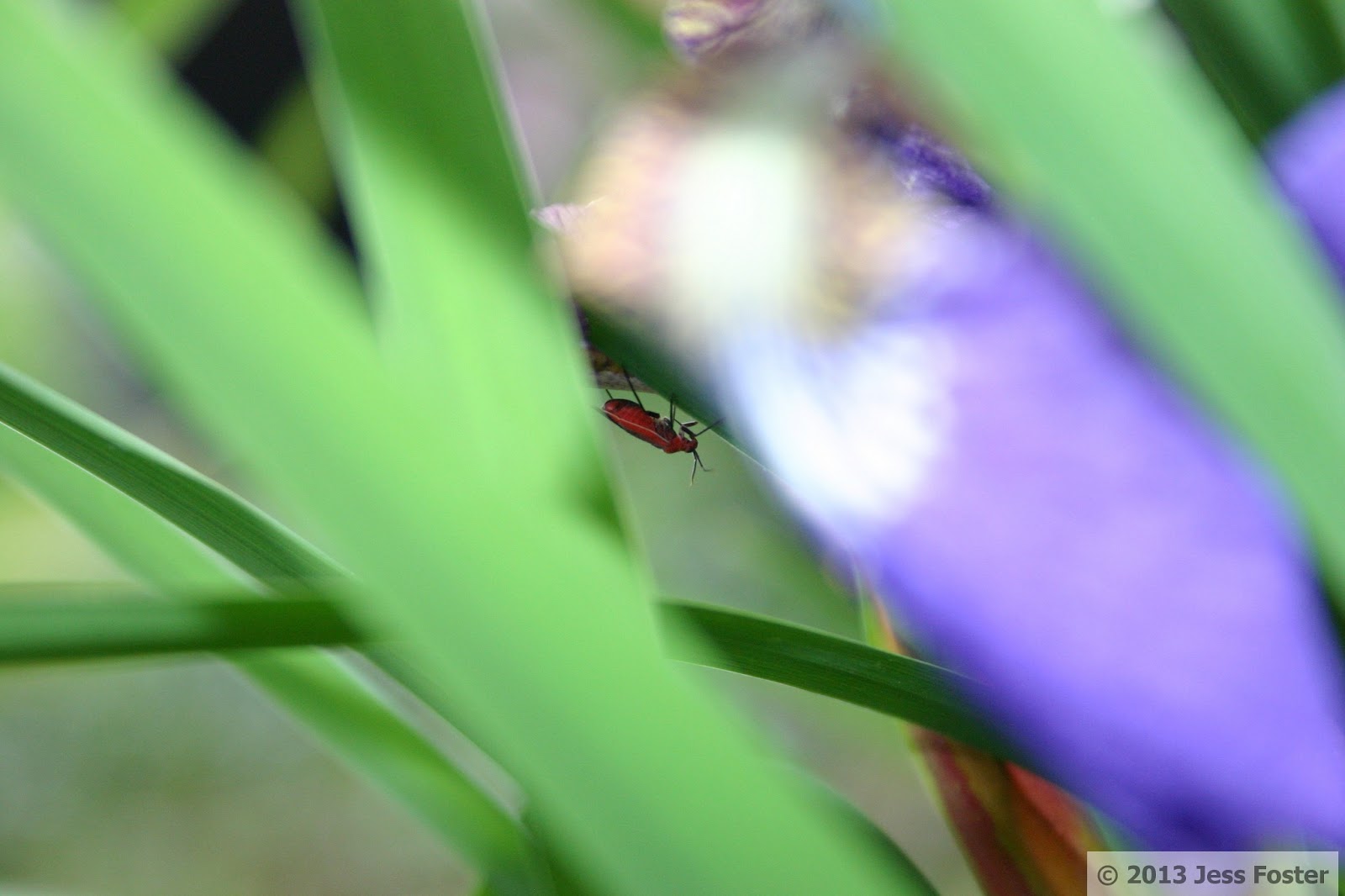 Sluggin' Along: Scarlet Plant Bug