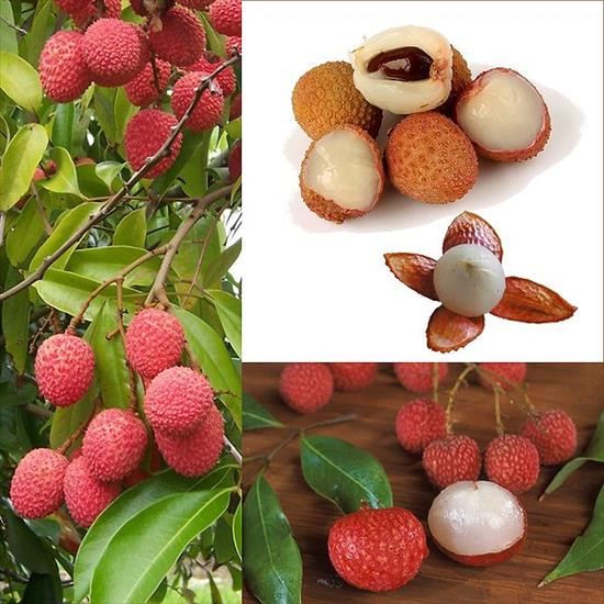 Maggie79 Kuchenne podboje: Owoce mało znane