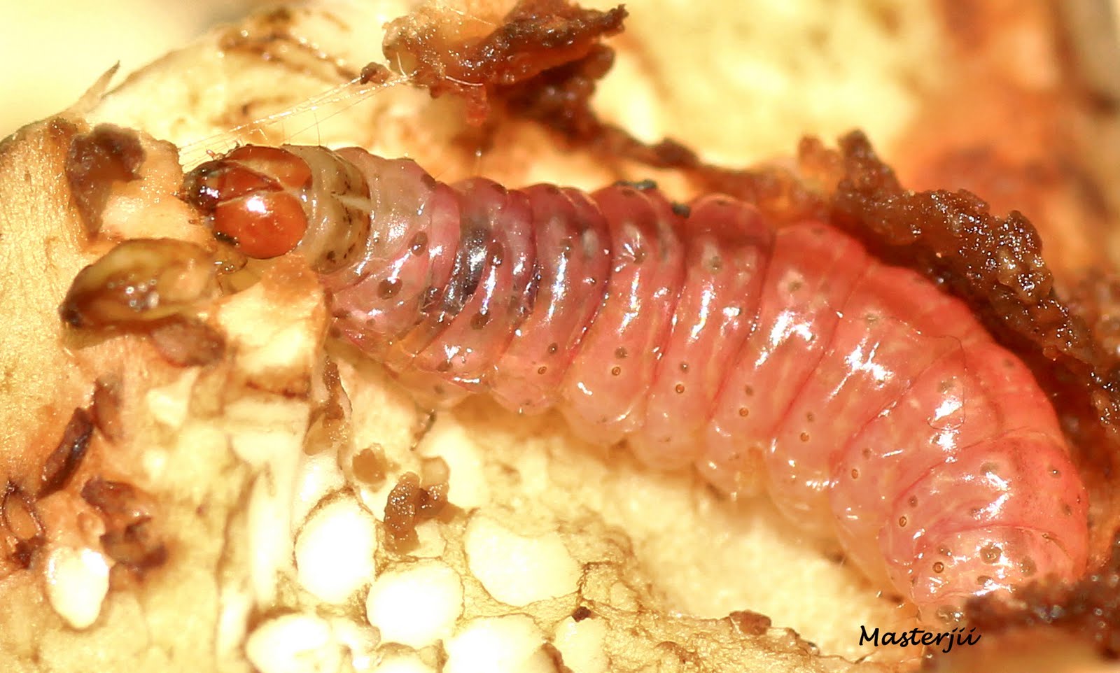 PELITA KABAD: ULAT PENGOREK BATANG/BUAH TERONG