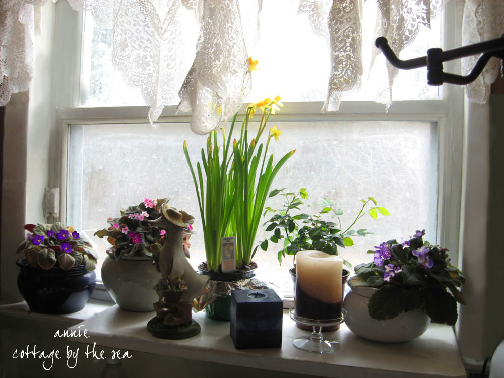 Cottage by the Sea : Raindrops and Sundry Other Things