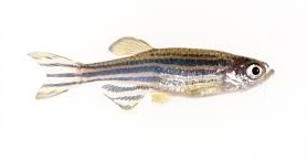 Lab Animal Vet: Zebrafish 101