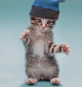 stardreamss: Gifs de gatinho