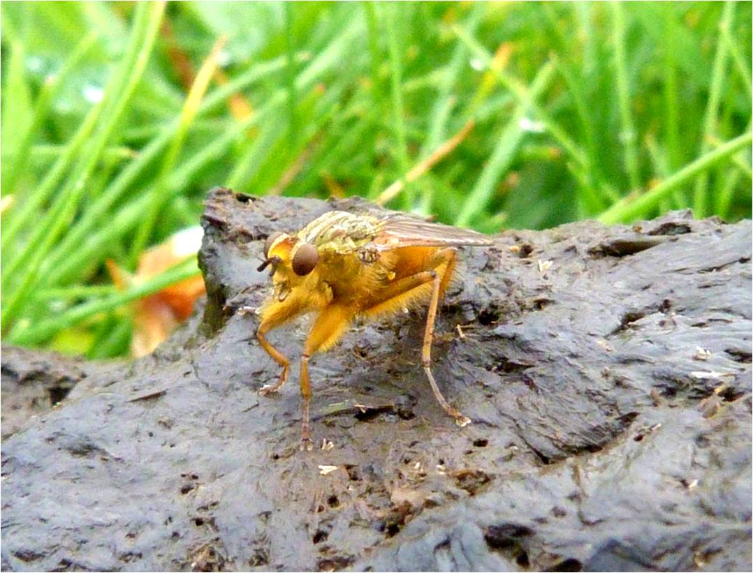 Insects of Scotland: Other Flies/Picture-wing Flies