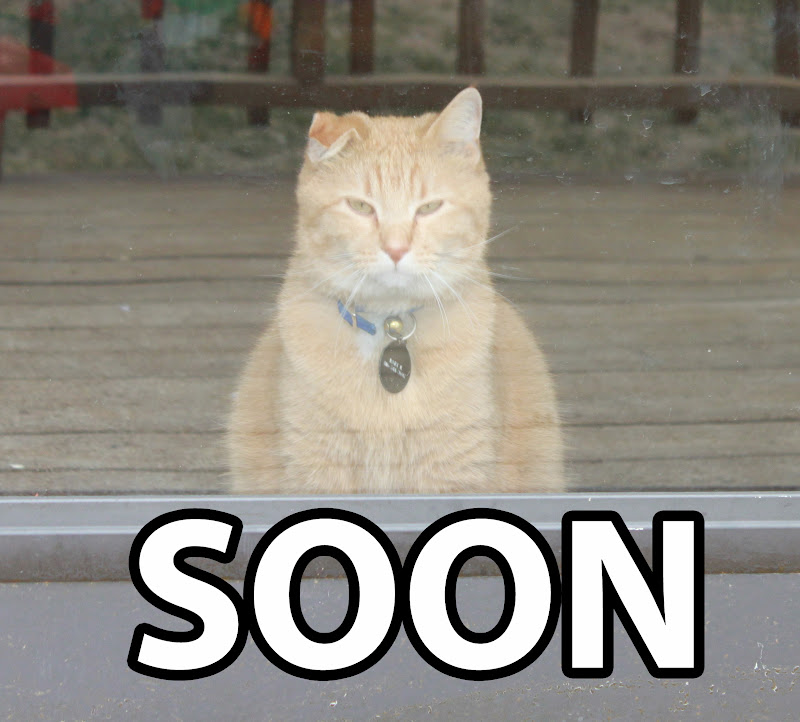 Cutest Cat in The World: SOON