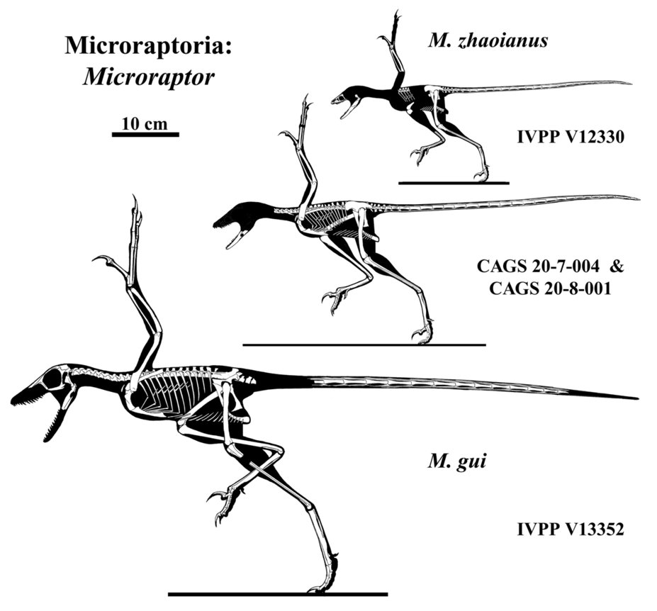 Microraptor Arts: How to Draw a Microraptor