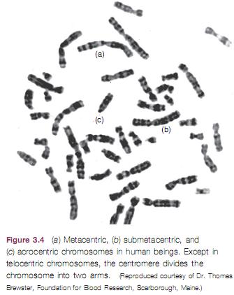 Gen?? Kromosom?? DNA??
