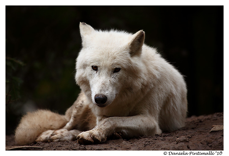 Wild Visuals: Arctic wolves of Zoo Brno