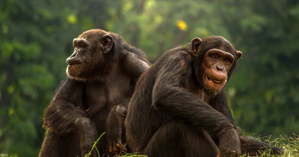 GRANDES ESPECIES DE SIMIOS AL BORDE DE LA EXTINCIÓN ~ Tecnólogo Veterinario Orienta