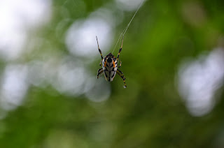 Philippine Culture and Surprises: Spiders of the Philippines