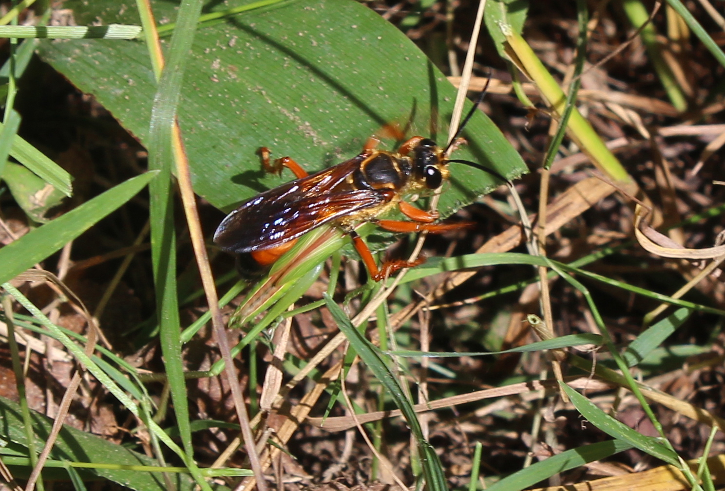 Anubis Bard: Great Golden Digger Wasp