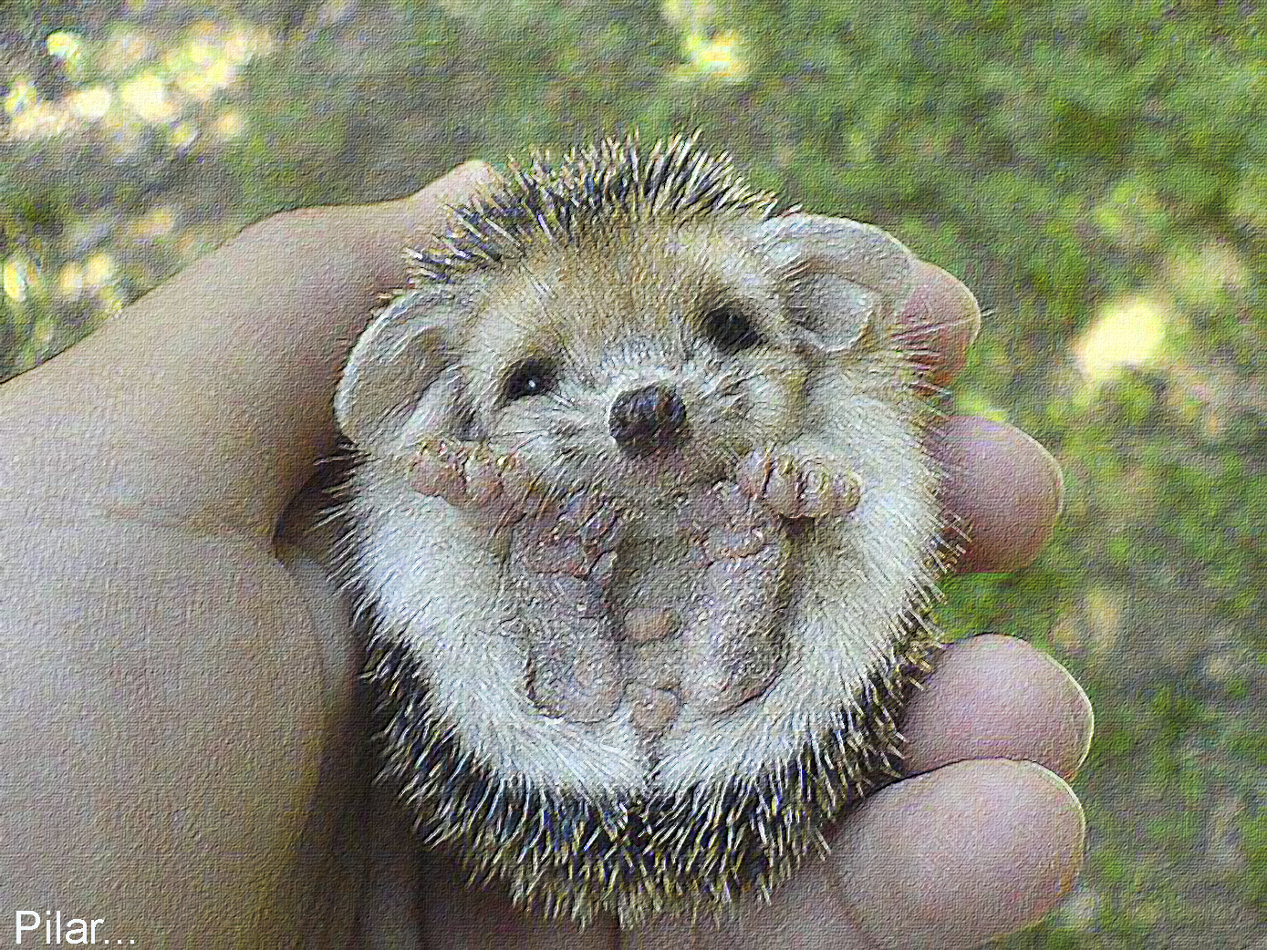 PILAR Y SUS COMPLICES: PUERCO ESPIN