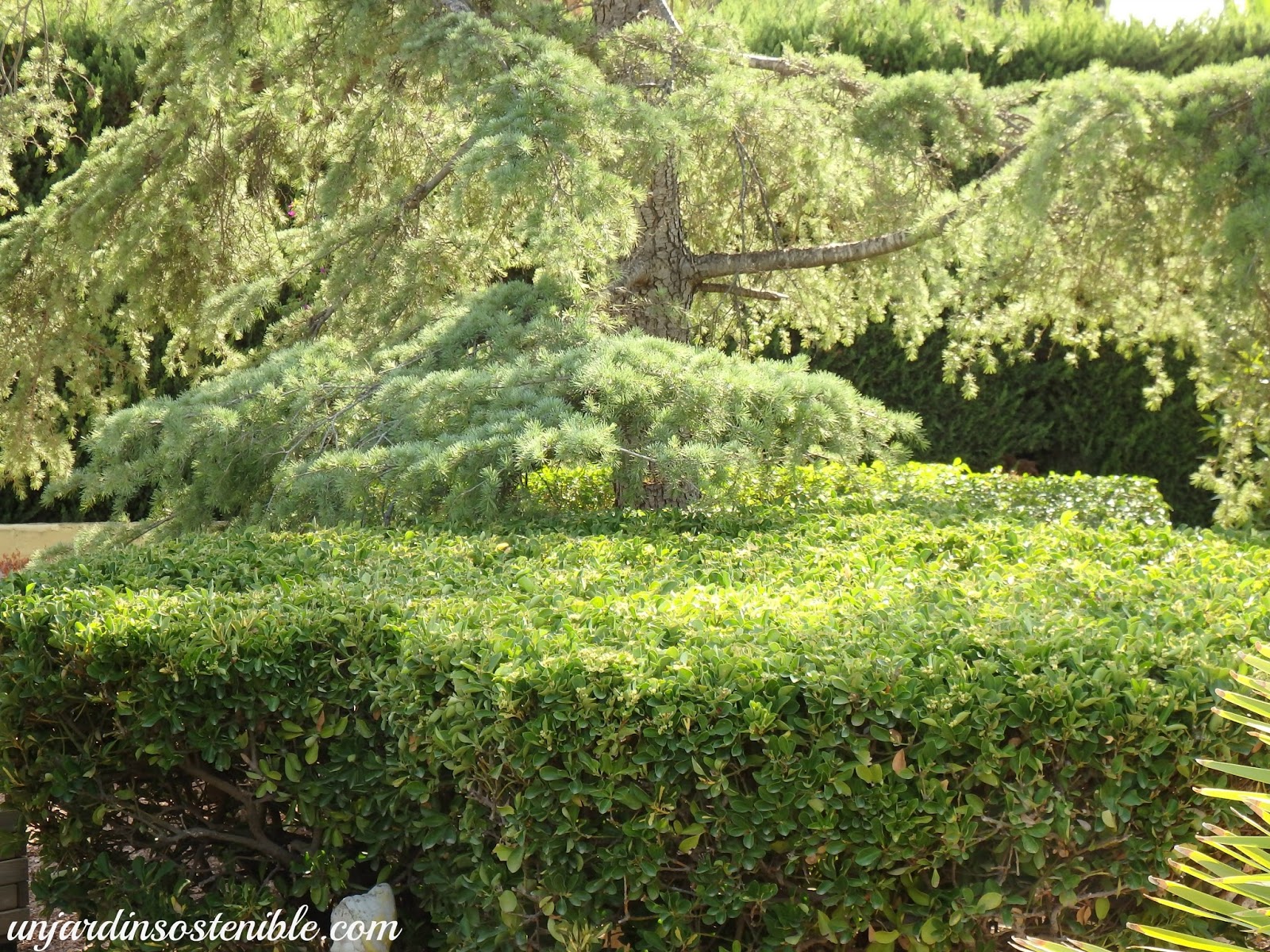 Euonymus japonicus (Evónimo, Evónimo del Japón etc.)