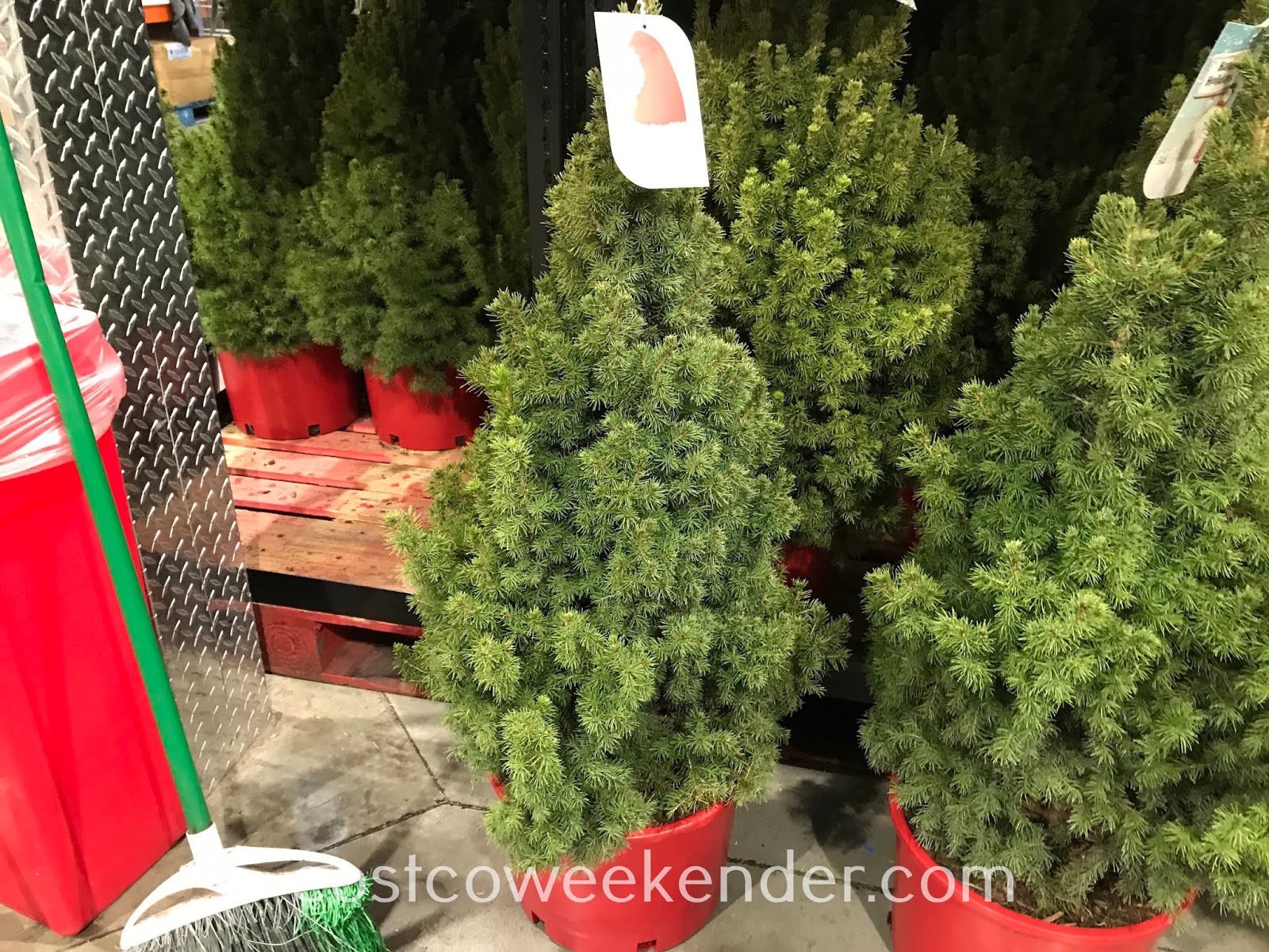 Dwarf Alberta Spruce Tree | Costco Weekender