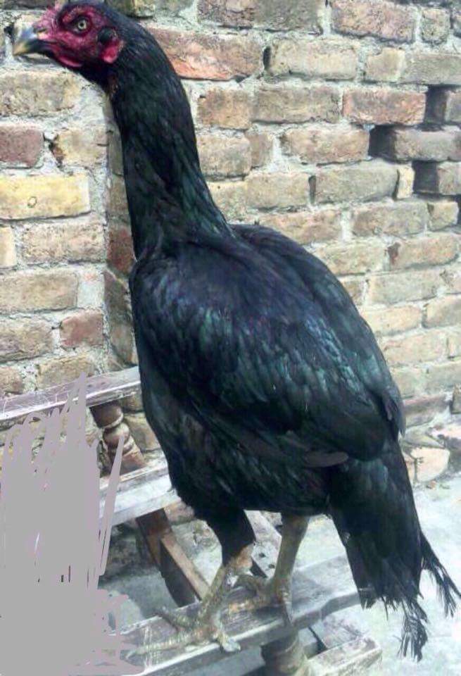 Aseel Chicken Breed | Raja Asil