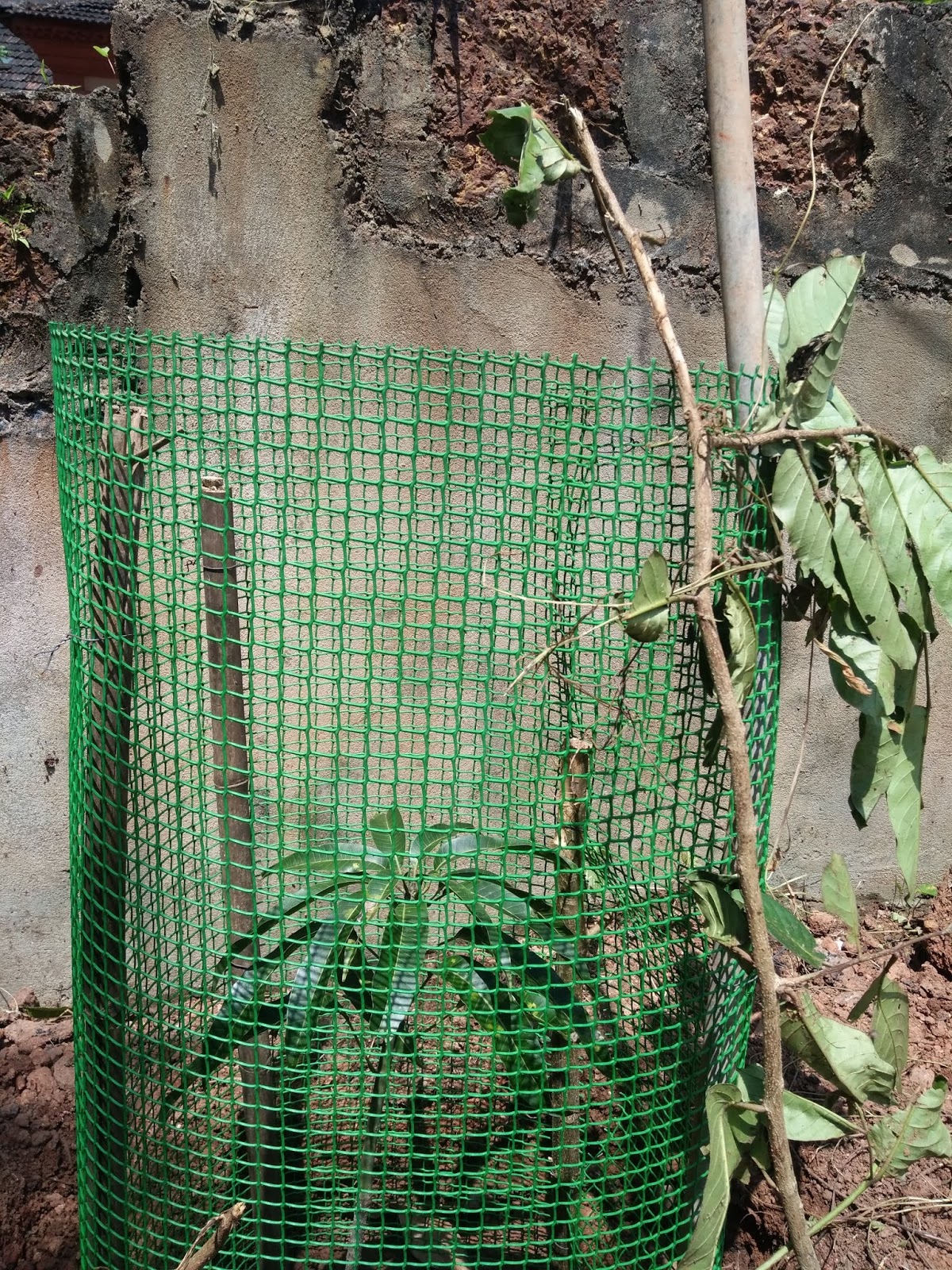 All Things Considered: The delicious Mancurad mango of Goa
