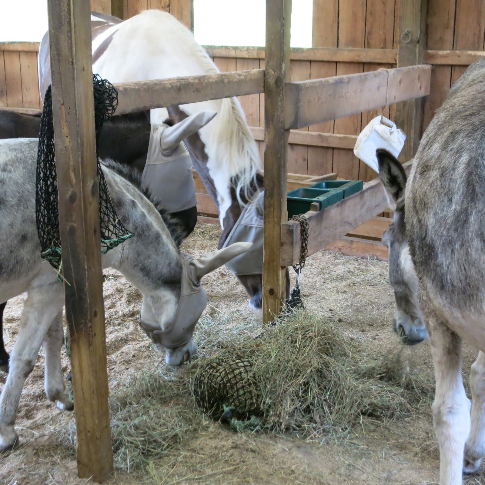 The Dancing Donkey: Stable Relations