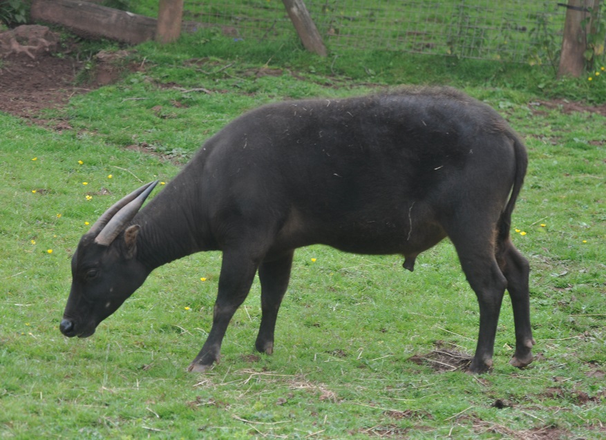 ZOOTOGRAFIANDO (6.100 ANIMALS): ANOA DE LLANURA / LOWLAND ANOA (Bubalus ...