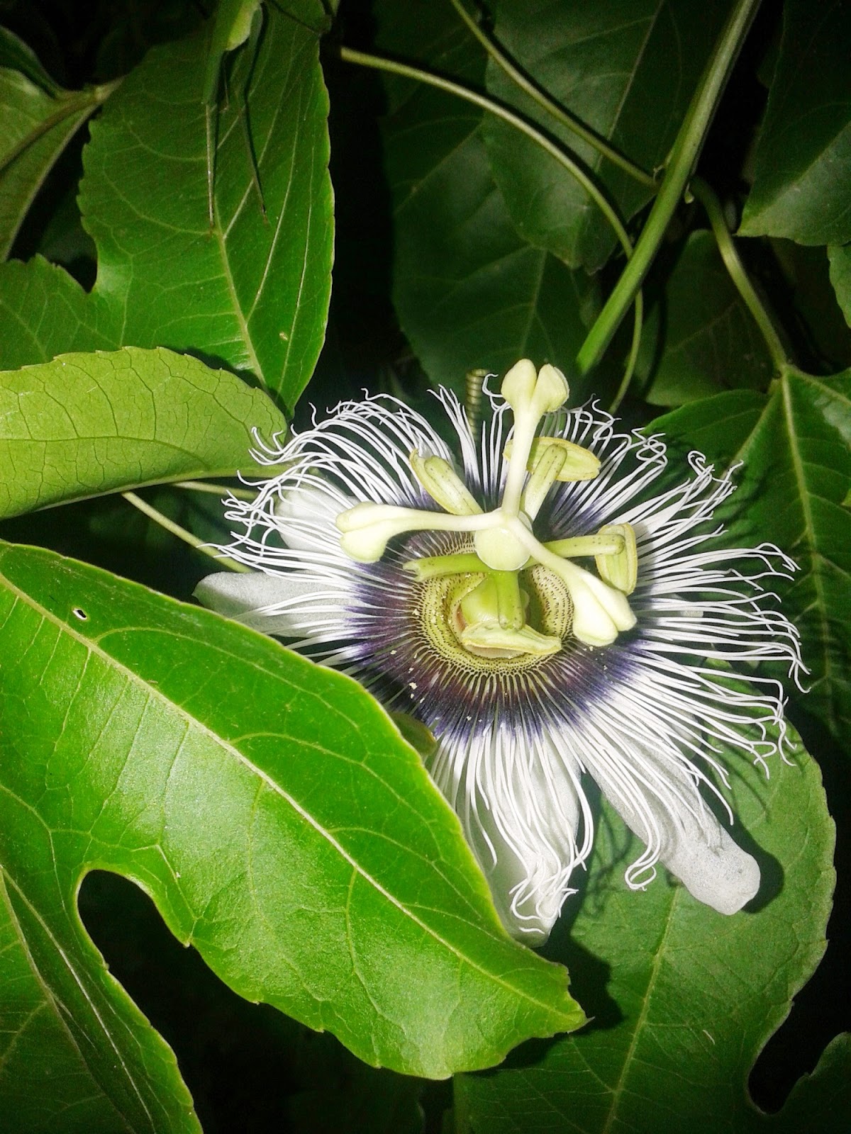 Uniknya Bunga dan Buah Markisa - Foto Lepas