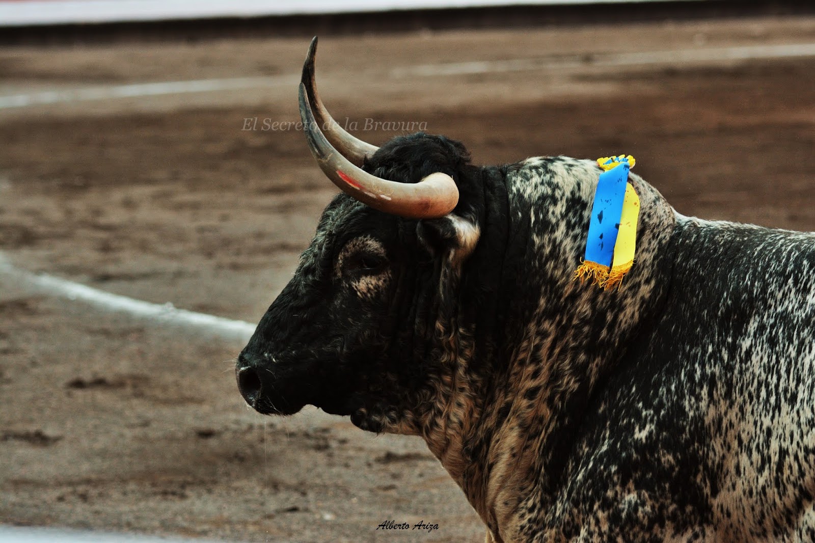 El Secreto de la Bravura: La vida de un toro, la vida de "Pelolargo"...