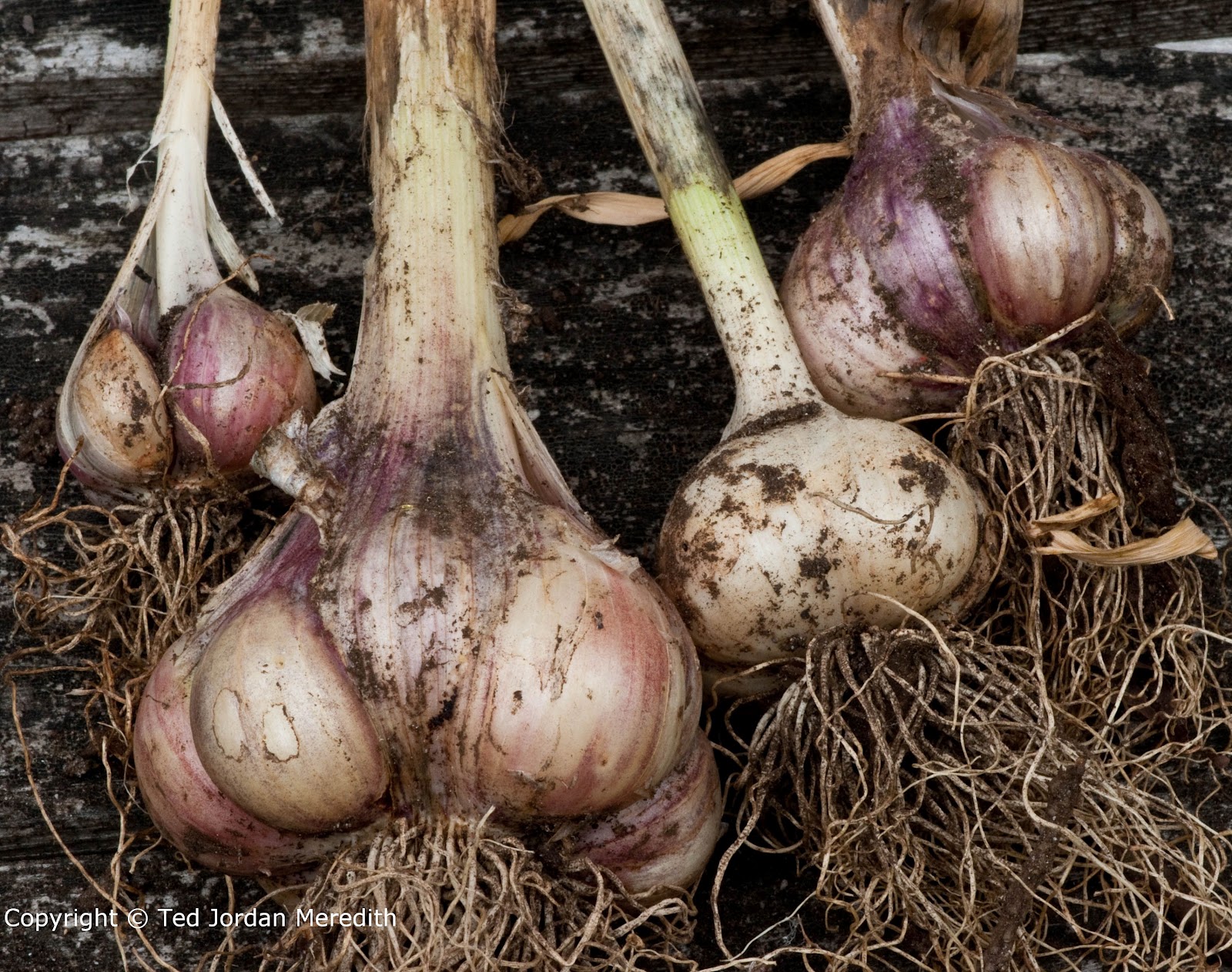 Garlic Analecta: Growing Garlic From True Seed