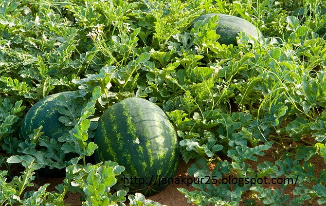 Agriculture: Watermelon Farming in Foreign