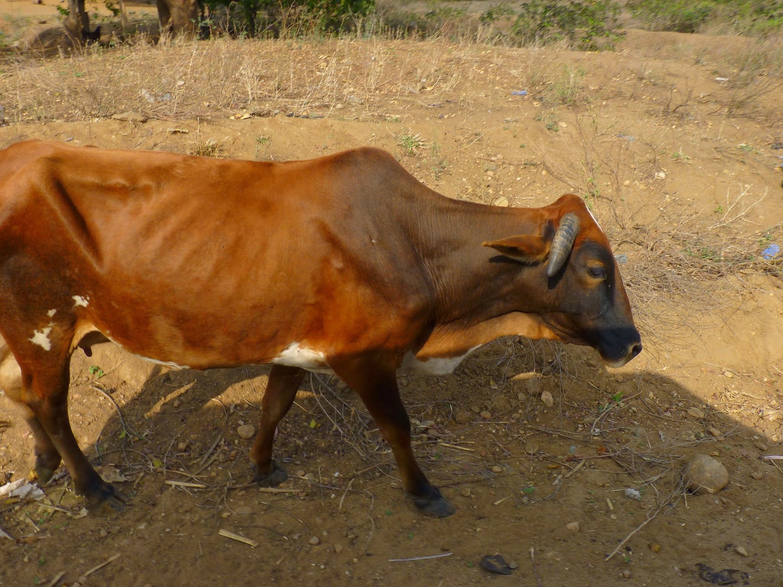Birding For Pleasure: SATURDAY CRITTERS - Animals in Malawi