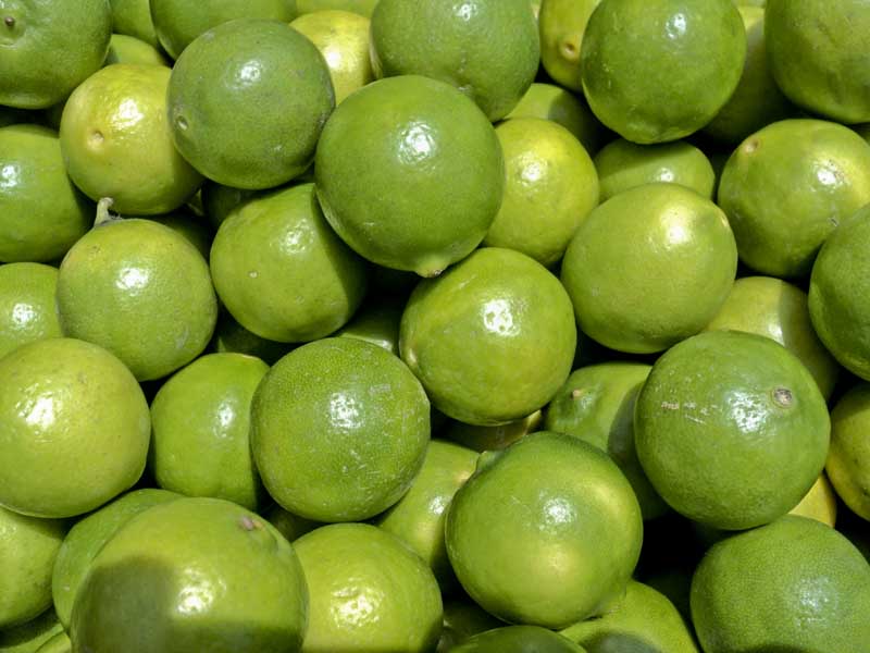 Fertilización orgánica del cultivo de limón sutil en la región Piura ...