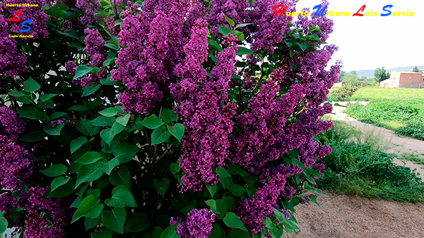 Huerto Urbano Luis Servia Borgas: Lilo o Lilé - Árbol o Arbusto de las ...