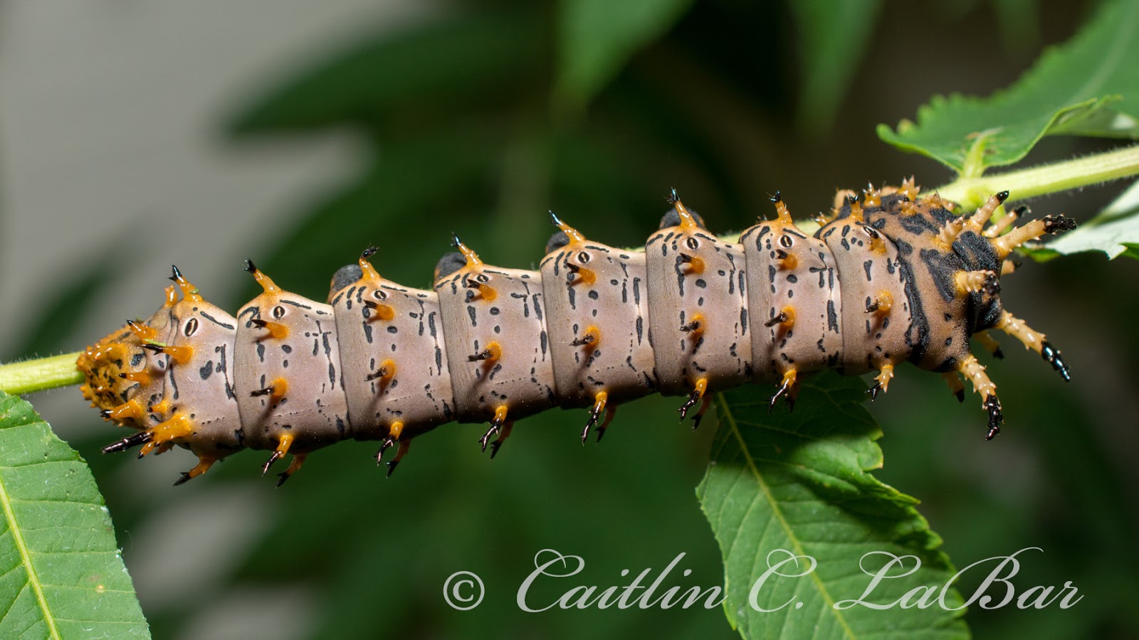 Northwest Butterflies: Citheronia splendens...Splendid Royal Moth