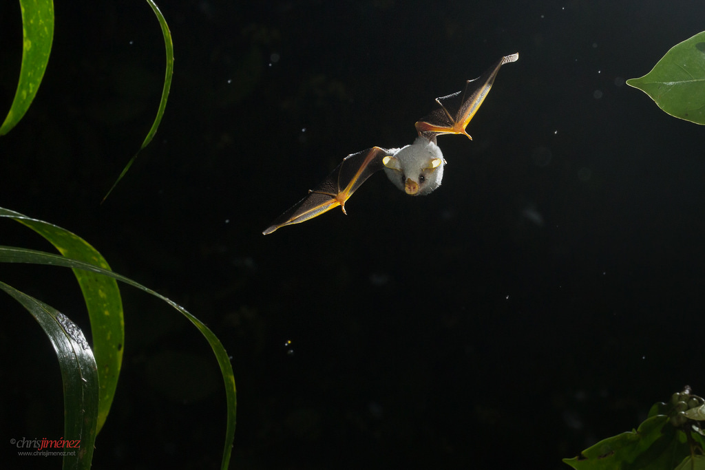 T.K. Wade -- Author: Chiroptera Spotlight: Honduran White Bat