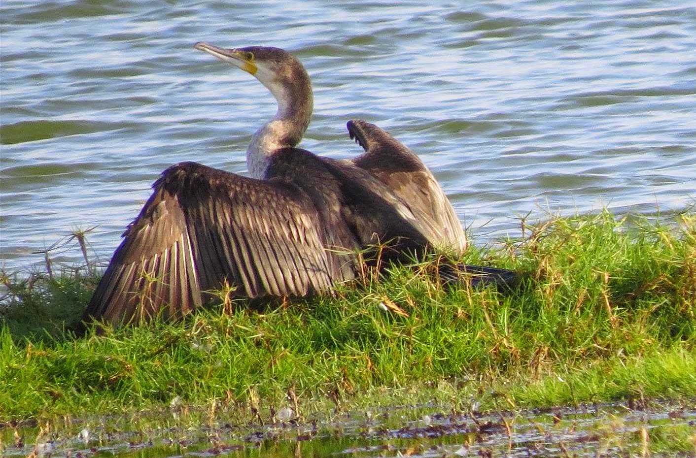 Birding for a Lark: Finally a new bird at East Khawr