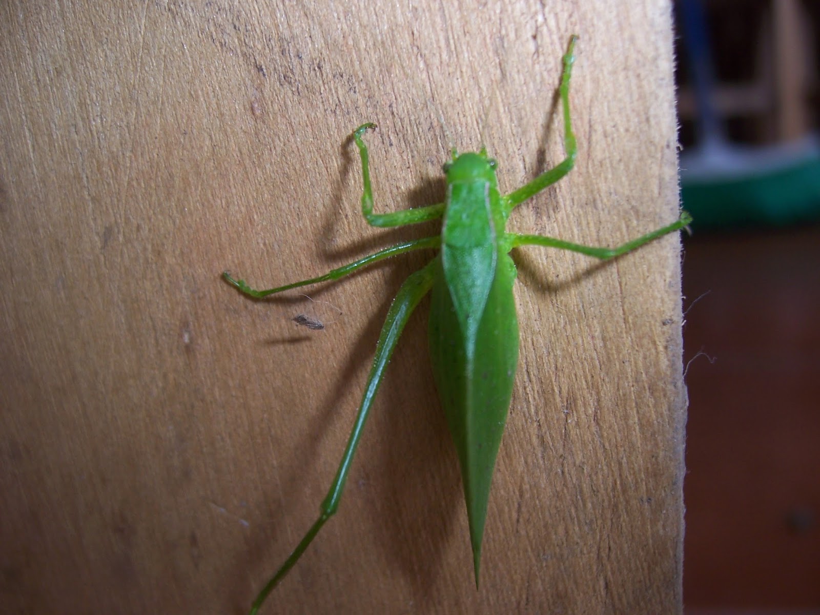 Parque Ambiental Municipal Rio Loro: FOTOS