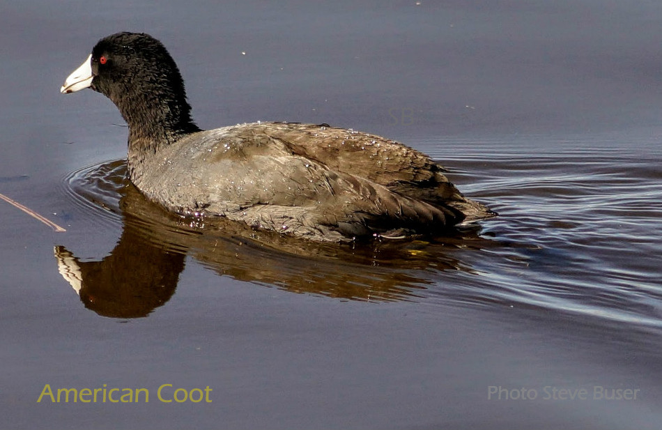 Southeast Texas Daily Photos: Duck doesn't duck out of the way very fast