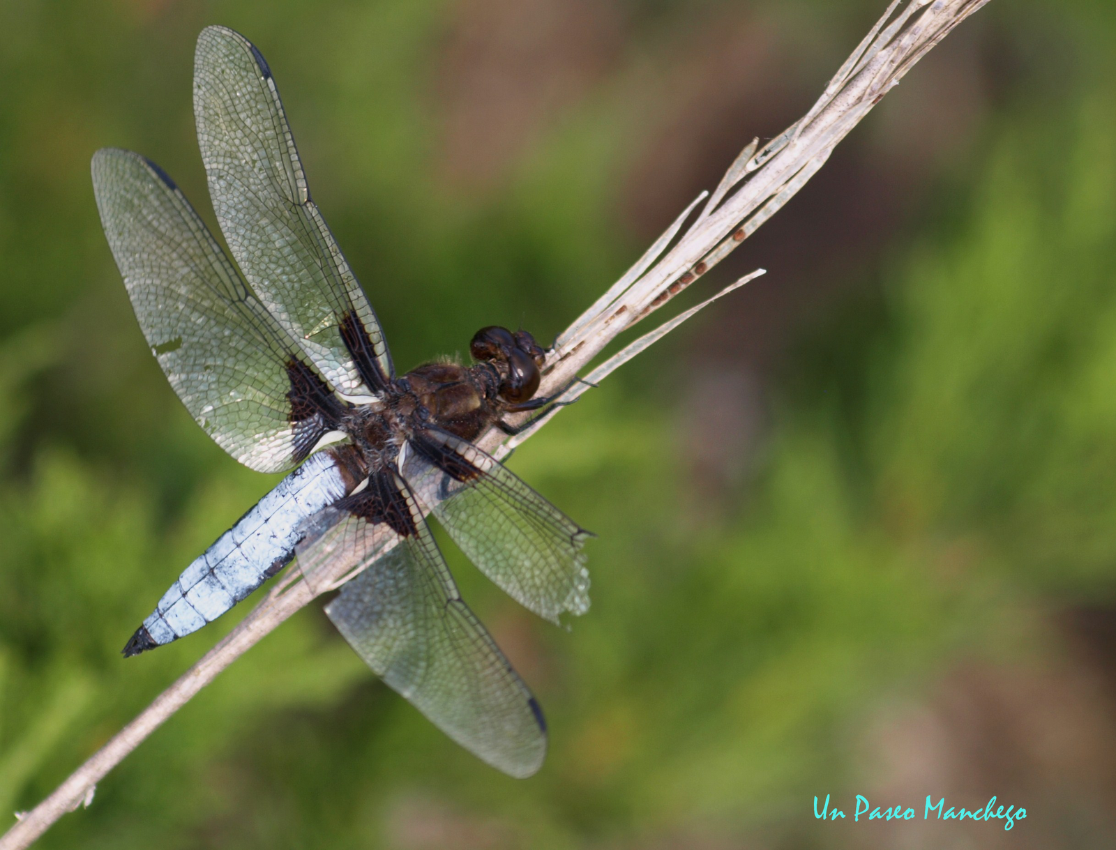 Un Paseo Manchego: Libélula de Vientre Plano; Macho.