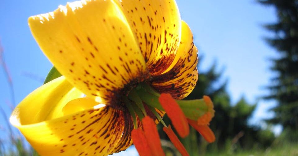 Biologija u nastavi: Endemske biljne vrste u Bosni i Hercegovini