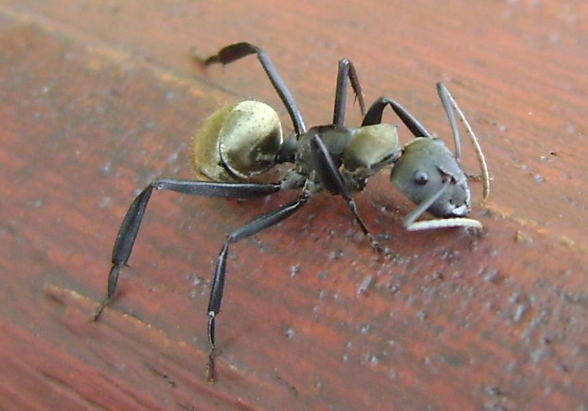 Fotografias de animais: Formiga preta e dourada