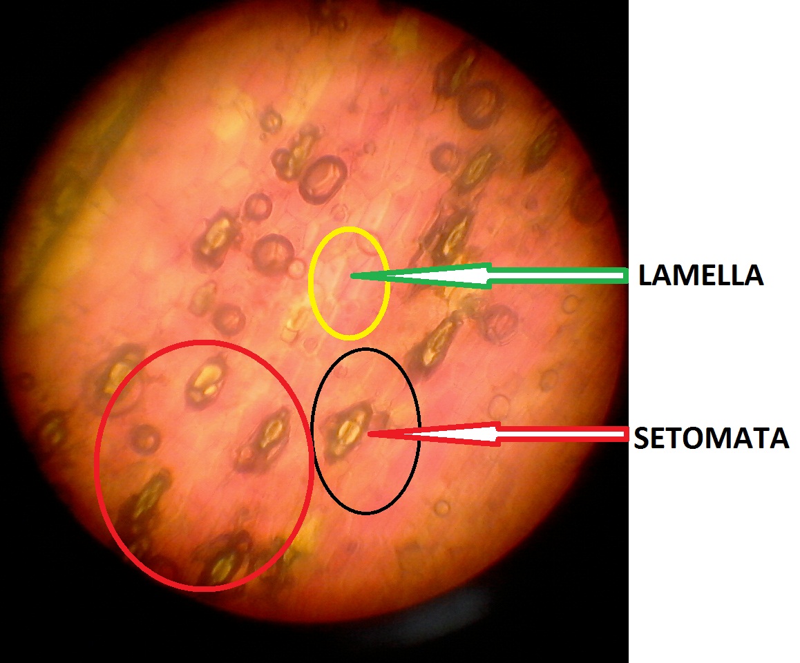 Bagian-bagian sel yang hidup dan banda-banda tak hidup dalam sel | Leo ...
