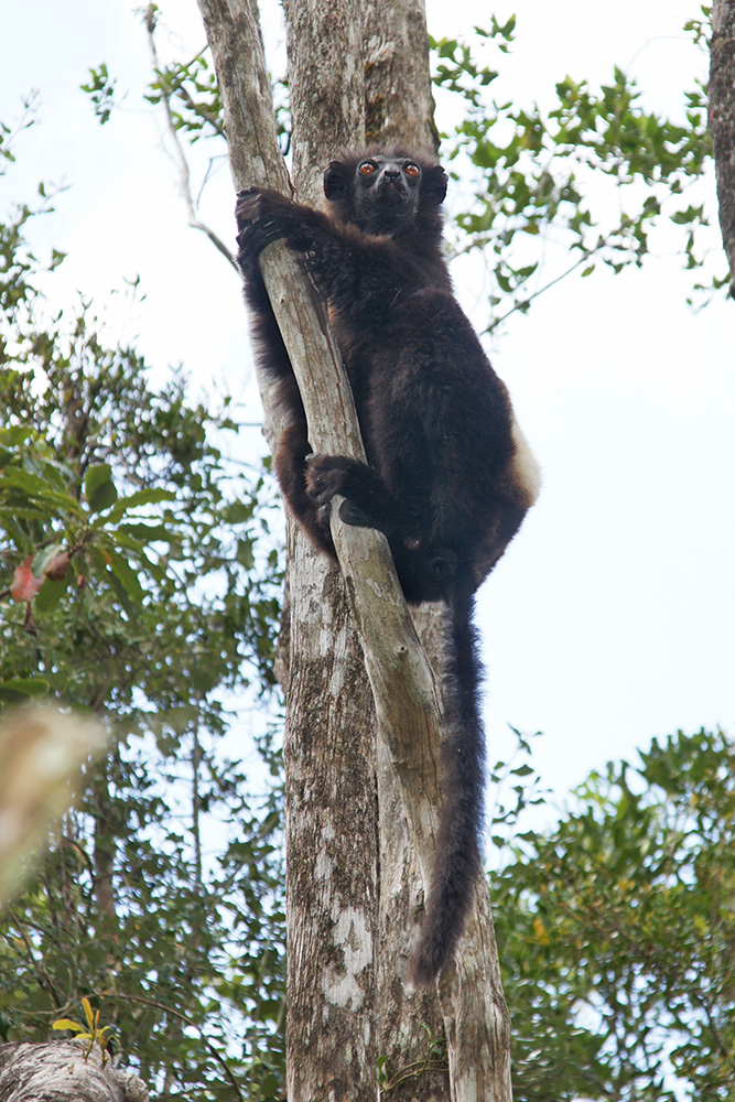Photo Nature Lilliputienne (macrophotographies): Propithecus edwardsi ...