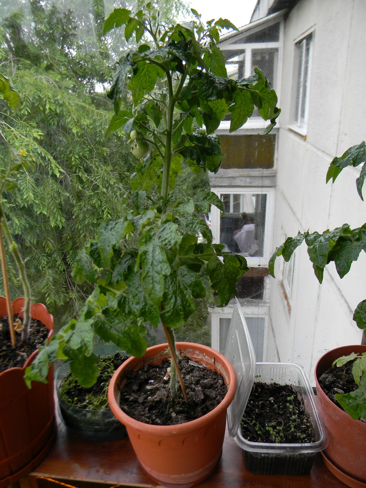 Gradina de pe balcon: Huston, we have a problem