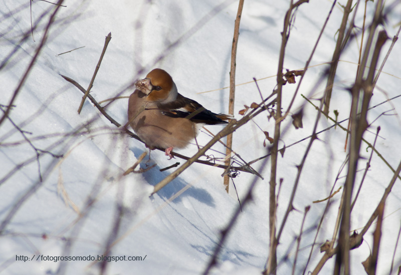 In linii mari: Pasari: Coccothraustes coccothraustes (Botgros)