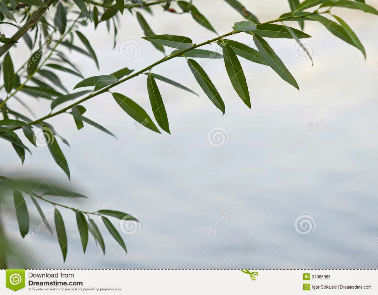 Los Trinos de la Palabra: LA RAMA VERDE