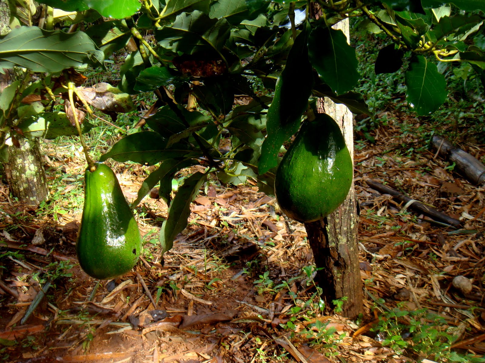 Abacate - Persea americana | Natureza Bela