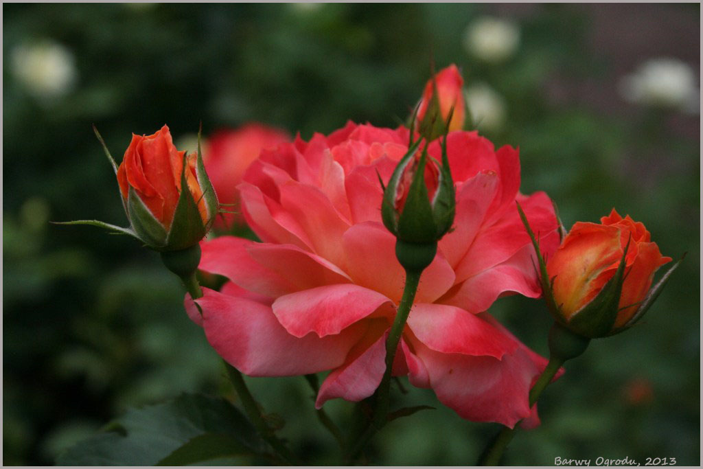 Barwy Ogrodu: Festiwal Róż w Ogrodzie Botanicznym