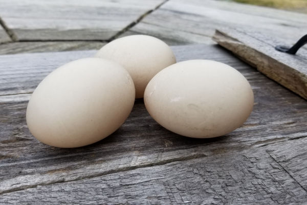 What Color Eggs Do Ducks Lay? - Fresh Eggs Daily® with Lisa Steele