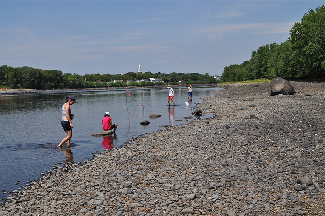 Northeast Ecological Services: Moving mussels