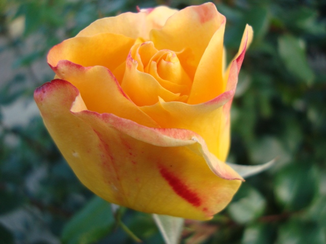 Bill's Log: Creation